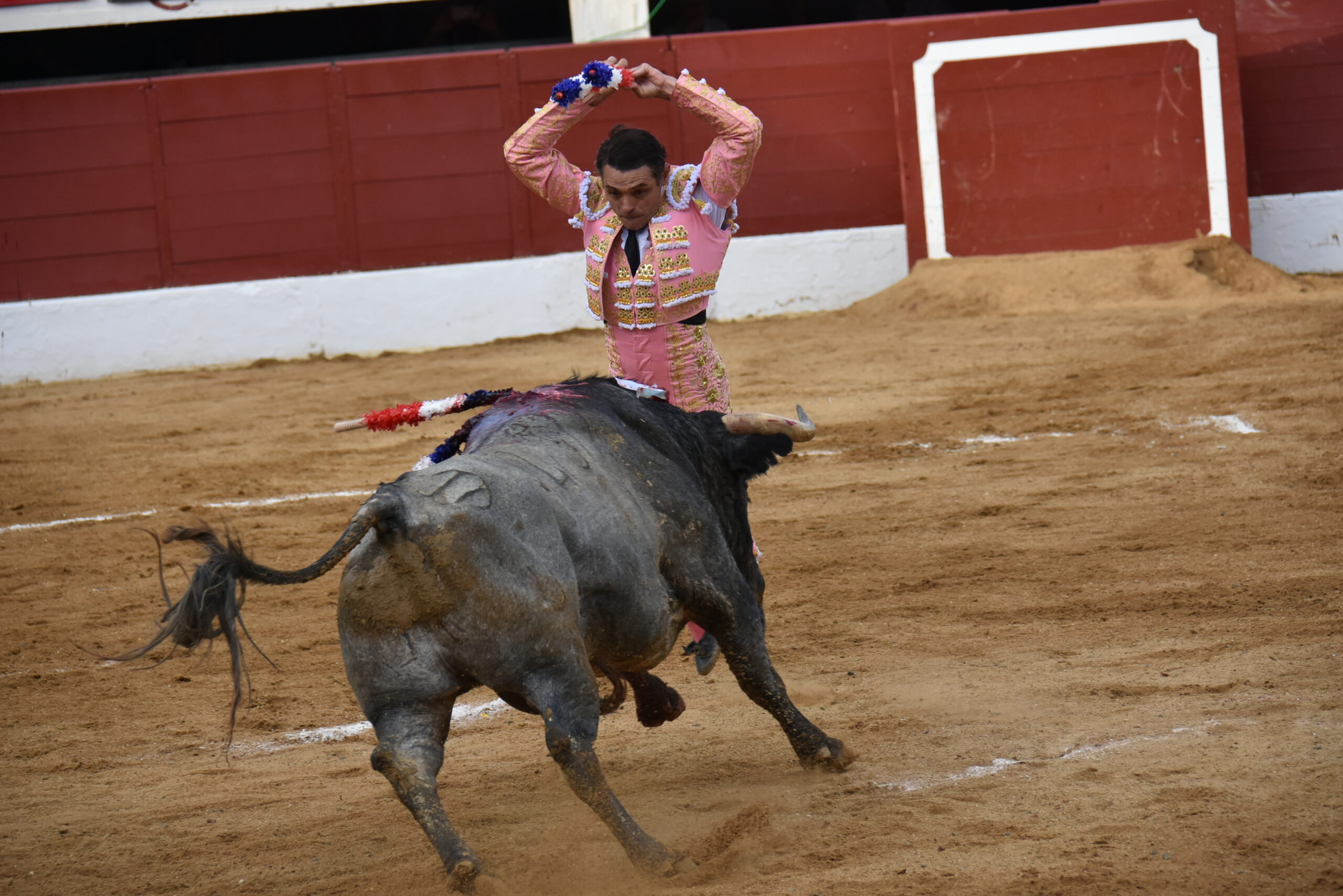 VIC 2025 - SALTILLO : Président, il y aurait dû y avoir 2 oreilles au ...